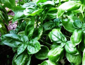 Can I Give My Rabbit Basil? - Rabbits Life