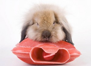 What Can I Give My Rabbit For A Cold? - Rabbits Life