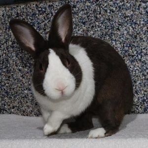 Adopt a Rabbit In New York | rabbits for adoption | rabbits.life
