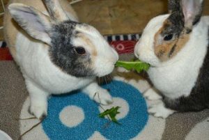 Adopt a rabbit in Tennessee | rabbits for adoption | rabbits.life