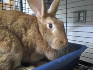Adopt a rabbit in Utah | rabbits for adoption | rabbits.life