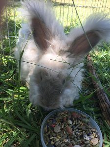 Buy a rabbit in Georgia - Rabbits Life