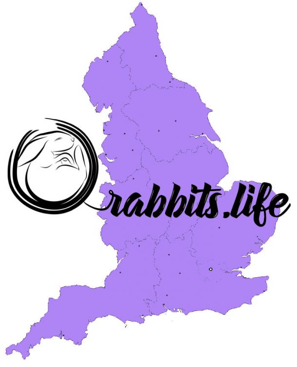 Buy a rabbit around Leeds, England - Rabbits Life