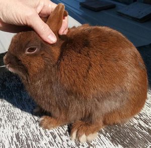 Buy a rabbit in Michigan - Rabbits Life