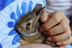 How To Safely Carry and Transport a Rabbit - Part One - Rabbits Life