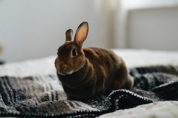 10 Reasons Why Rabbits Make Good Pets - Rabbits Life