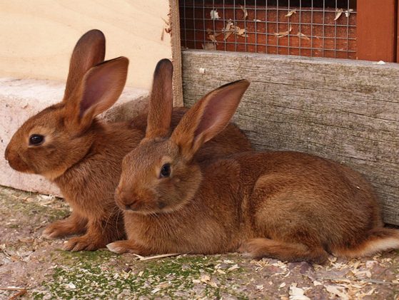 Adopt a rabbit in Virginia | rabbits for adoption | rabbits.life
