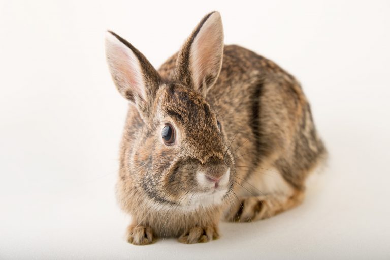 Amazing Variety Of Rabbit Sounds And Noises | rabbits.life