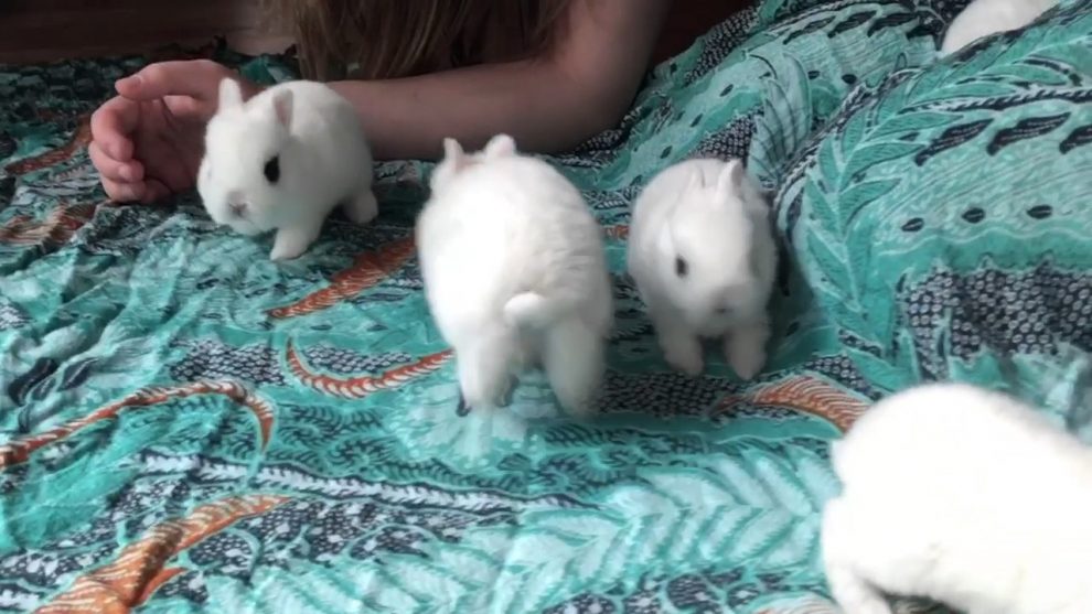 10 Baby Rabbits For Sale - Rabbits Life