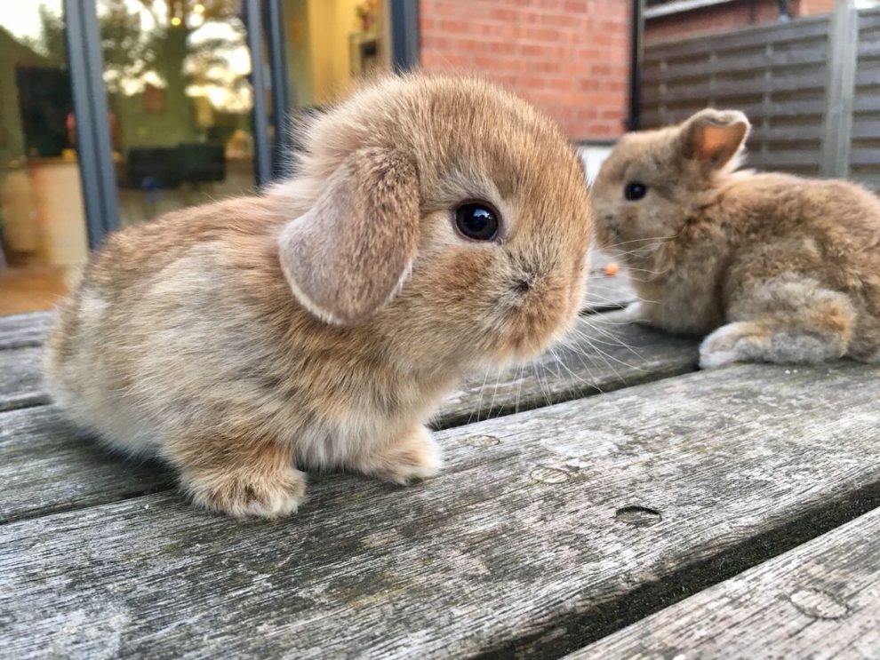 Rabbits For Sale In Idaho - Rabbits Life