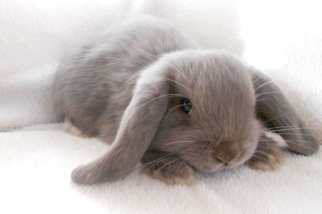 BUY A RABBIT Archives - Rabbits Life