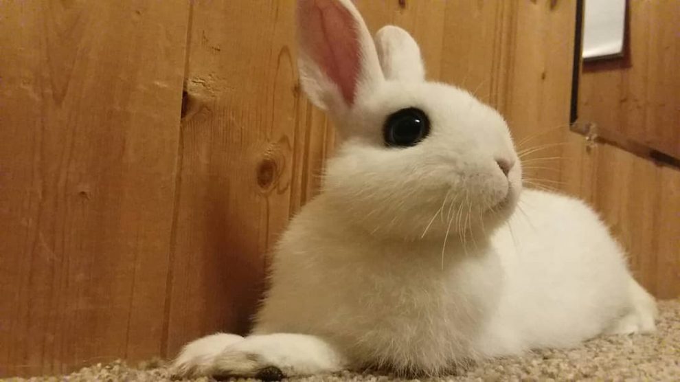 Rabbits For Sale In Idaho - Rabbits Life
