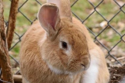 Buy a rabbit in Massachusetts - Rabbits Life