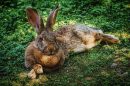 The Mating Habits of Rabbits - Rabbits Life