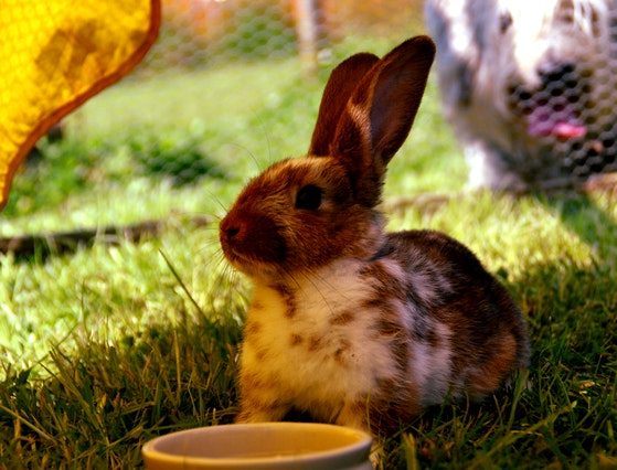 What Can I Give My Rabbit For Diarrhea? - Rabbits Life