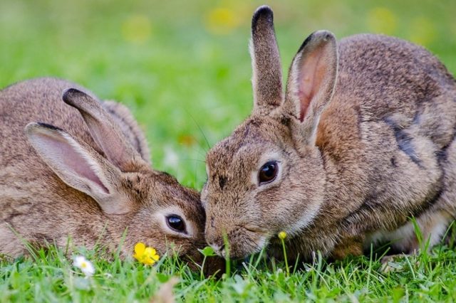 What Can I Give My Rabbit For Diarrhea? - Rabbits Life
