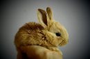 The Mating Habits of Rabbits - Rabbits Life