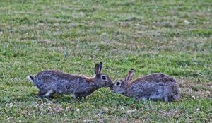 The Mating Habits of Rabbits - Rabbits Life