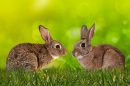 The Breeding Cycle of Rabbits - Rabbits Life