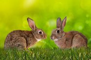The Breeding Cycle of Rabbits - Rabbits Life