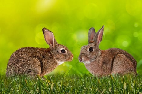 The Breeding Cycle of Rabbits - Rabbits Life