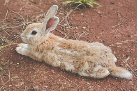 Hair Loss in Rabbits: Causes, Diagnosis and Treatment - Rabbits Life