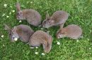 The Breeding Cycle of Rabbits - Rabbits Life