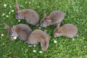 The Breeding Cycle of Rabbits - Rabbits Life