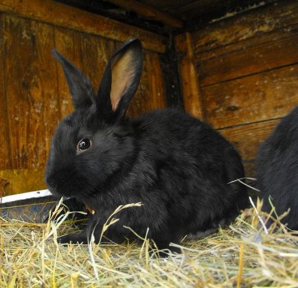 The Havana rabbit - Rabbits Life