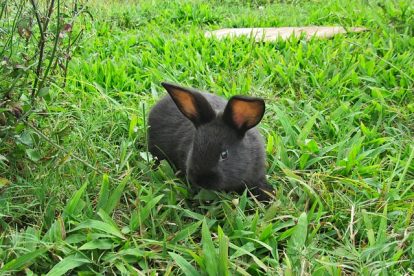 The Havana rabbit - Rabbits Life