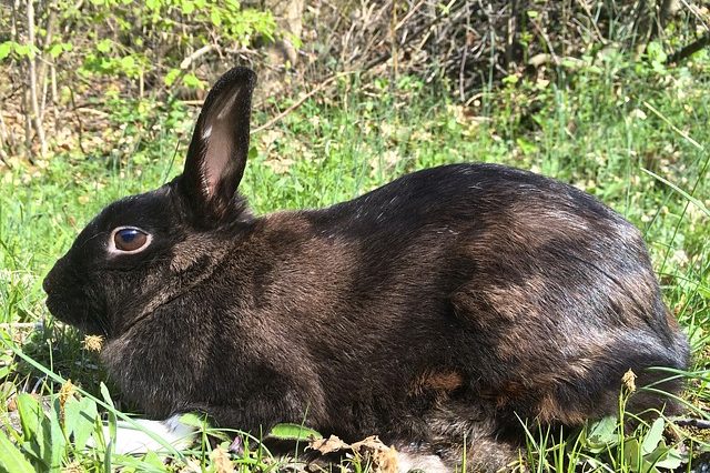 Adopt a Rabbit In New York | rabbits for adoption | rabbits.life