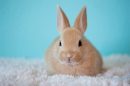 Rabbit Snuffles: Causes, Prevention, and Cure. - Rabbits Life