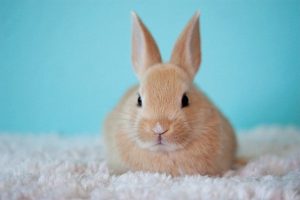 Rabbit Snuffles: Causes, Prevention, and Cure. - Rabbits Life