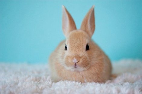 Rabbit Snuffles: Causes, Prevention, and Cure. - Rabbits Life