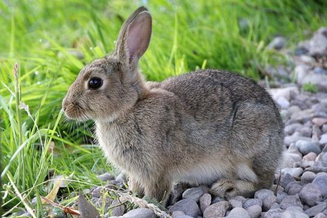 What Can I Give My Rabbit For Constipation? - Rabbits Life