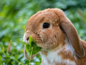 Rabbit Snuffles: Causes, Prevention, and Cure. - Rabbits Life
