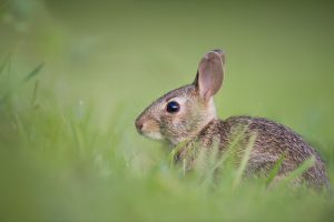 Everything You Need To Know About Your Rabbit Ear Positions - Rabbits Life