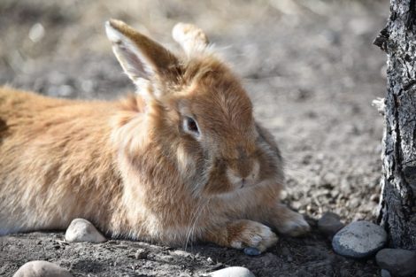 Most Common Rabbit Eye Infections or Problems - Rabbits Life