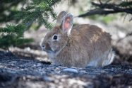 Most Common Rabbit Eye Infections or Problems - Rabbits Life