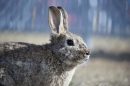 Most Common Rabbit Eye Infections or Problems - Rabbits Life