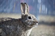 Most Common Rabbit Eye Infections or Problems - Rabbits Life