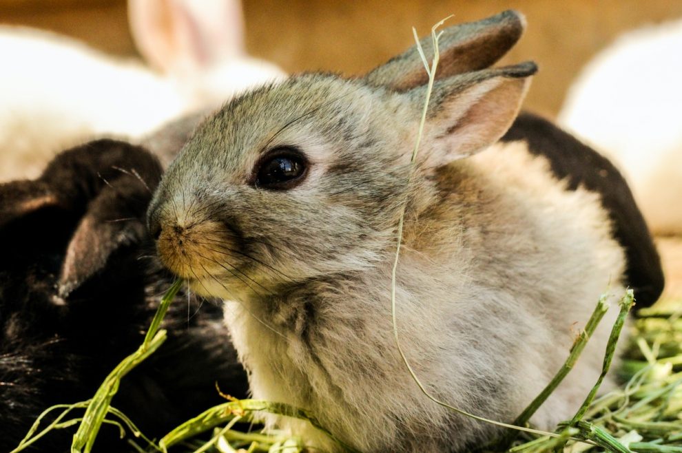 Most Common Rabbit Eye Infections or Problems - Rabbits Life