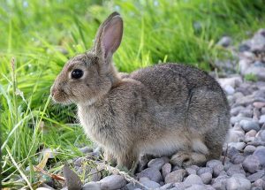Everything You Need To Know About Your Rabbit Ear Positions - Rabbits Life