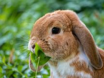 Everything You Need To Know About Your Rabbit Ear Positions - Rabbits Life