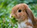Everything You Need To Know About Your Rabbit Ear Positions - Rabbits Life