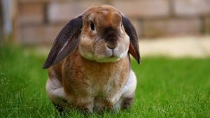 Rabbits And Malocclusion - Rabbits Life