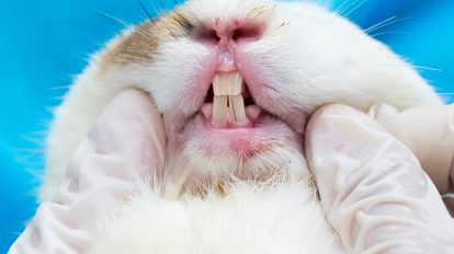 Rabbits And Malocclusion - Rabbits Life