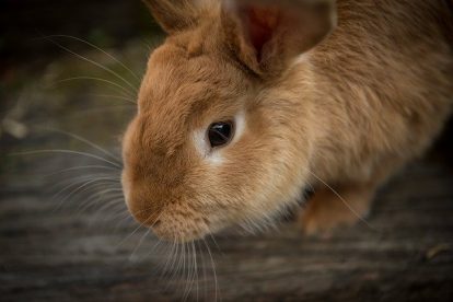 Rabbits And Malocclusion - Rabbits Life