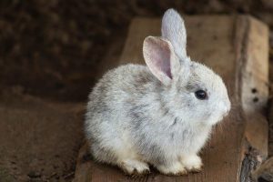 Rabbits And Malocclusion - Rabbits Life