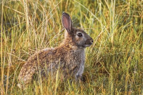 What Do Wild Rabbits Eat? - Rabbits Life